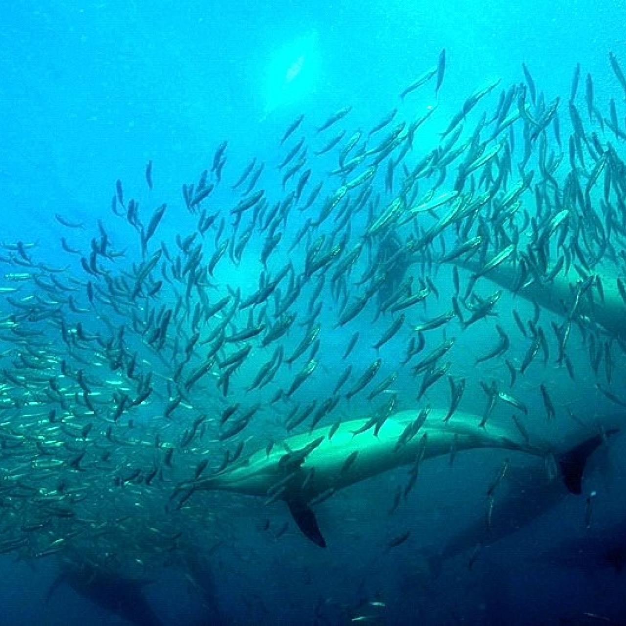 Fishing | Wild Coast