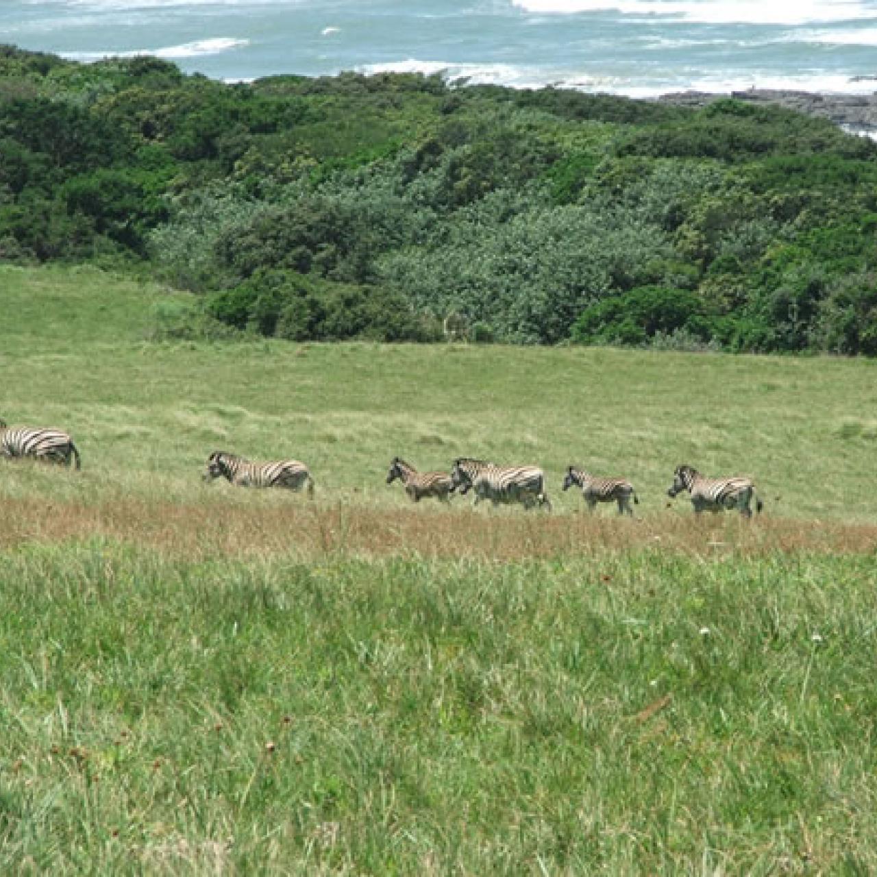 Wild Coast | Type: Self Catering